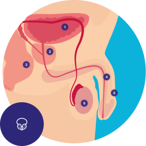 Patients or carer – Orgovyx